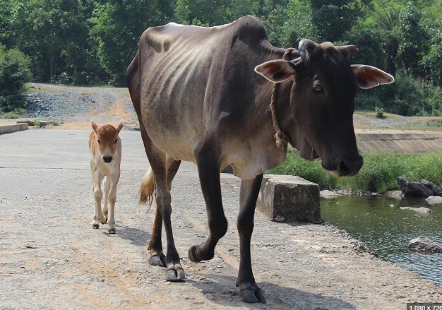 Bio Gas from Cow Dung: A Step Towards Green Energy – Manufacturer of ...