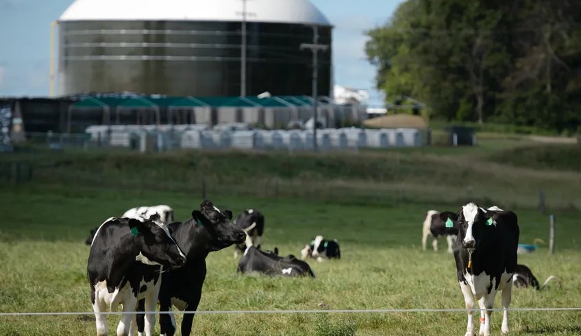 Biogas from Cow Dung: Turning Waste into Clean Energy – Manufacturer of ...
